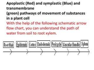 4. Mechanism of water absorption, Factors affecting water absorption-.pptx