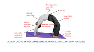 supine asana - Comprehensive understanding of Supine Asana | PDF