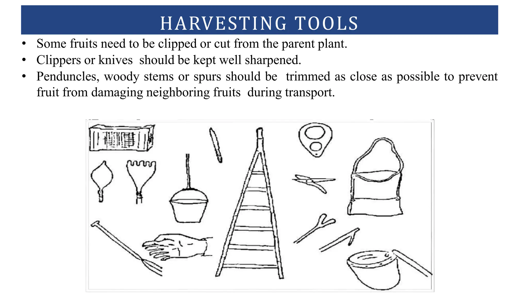 4. Harvesting of fruits and vegetables.pptx