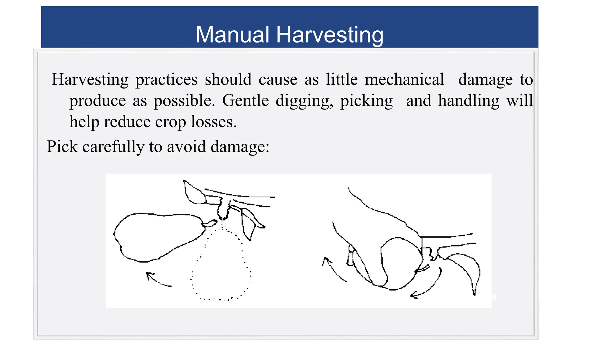 4. Harvesting of fruits and vegetables.pptx
