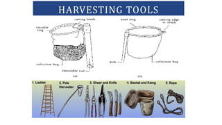4. Harvesting of fruits and vegetables.pptx