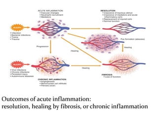 4._Morphologic_Patterns_&_Outcomes_of_Acute_Inflammation.pptx