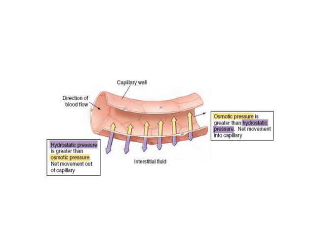 composition of Body fluids in human.pptx