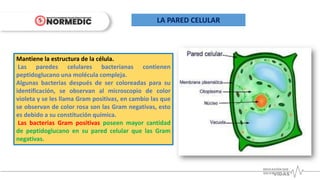 4.CÉLULA.pdf informe para estudios basicos | PDF