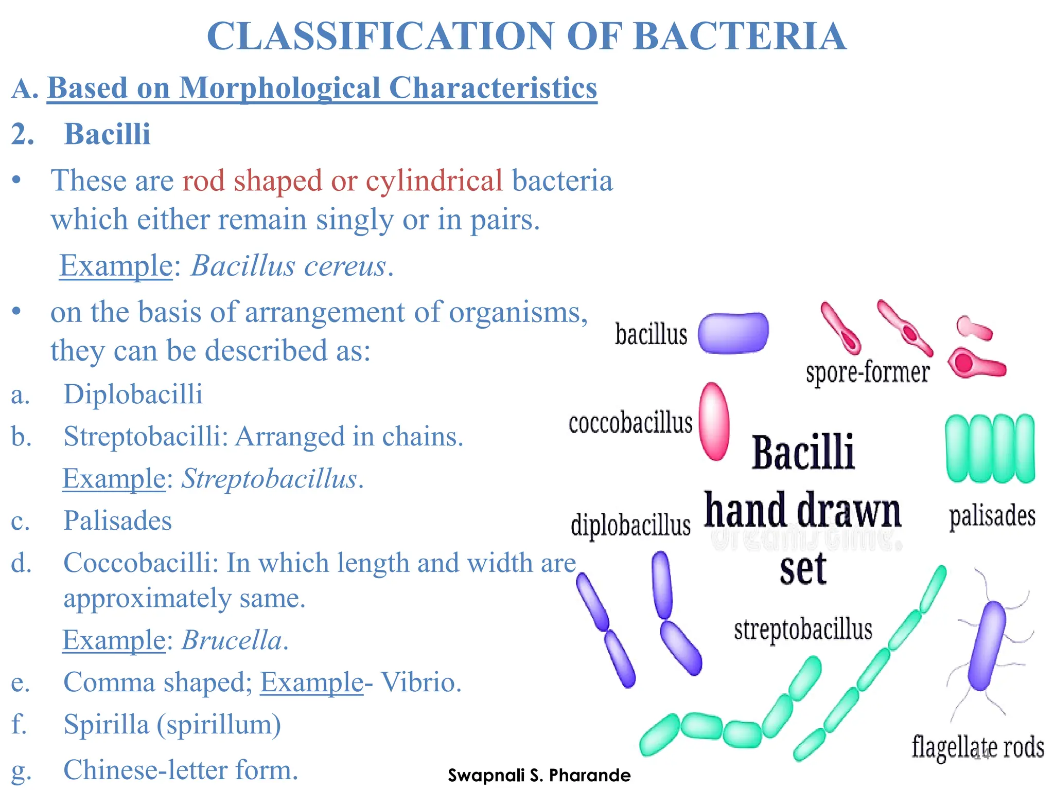 Bacteria: Classification of Bacteria.pdf
