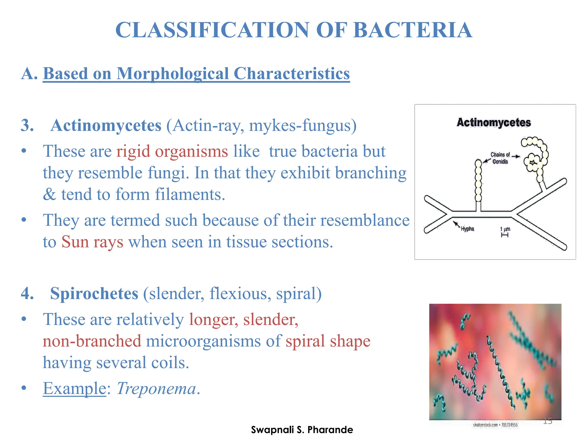 Bacteria: Classification of Bacteria.pdf