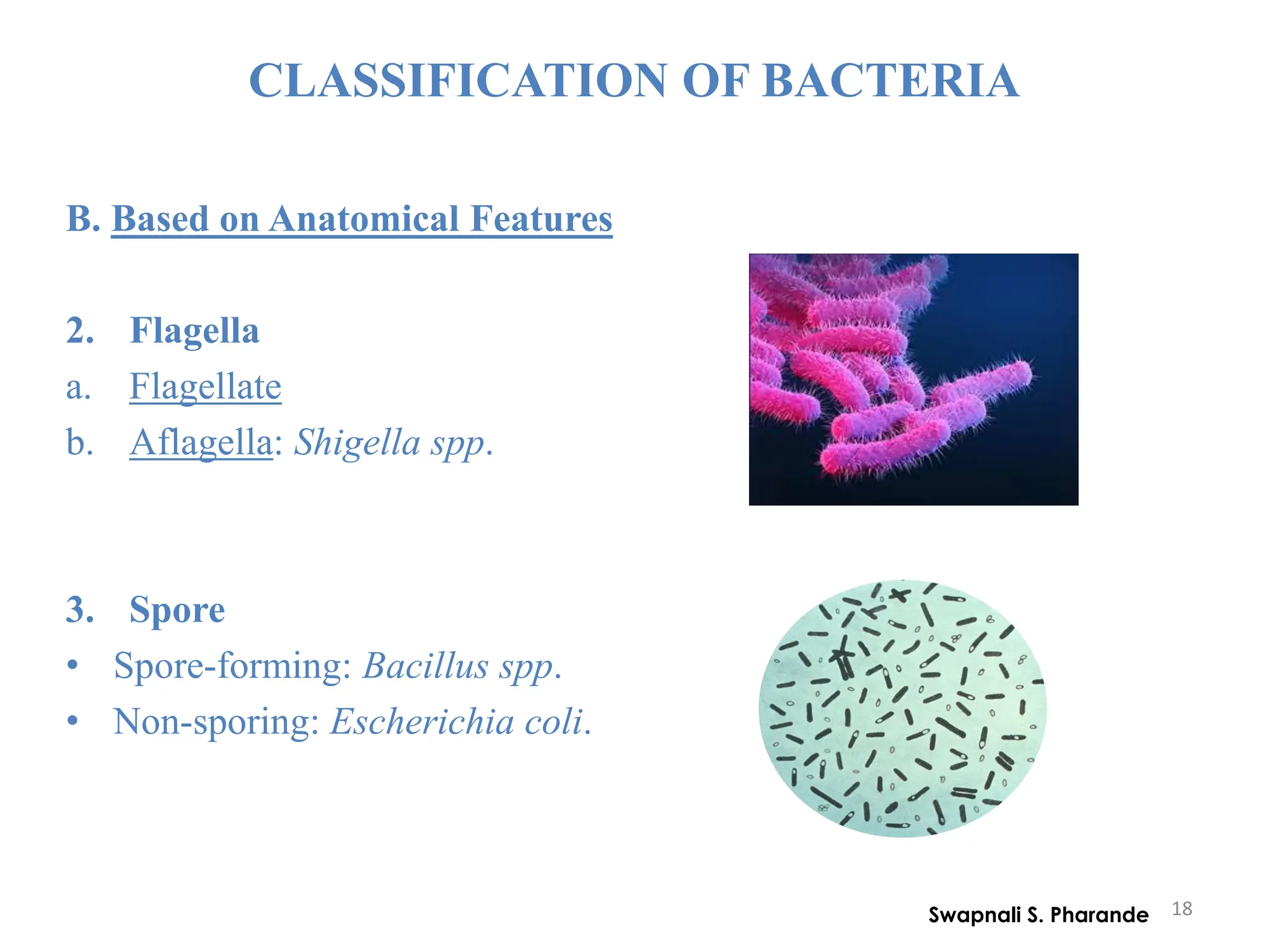 Bacteria: Classification of Bacteria.pdf