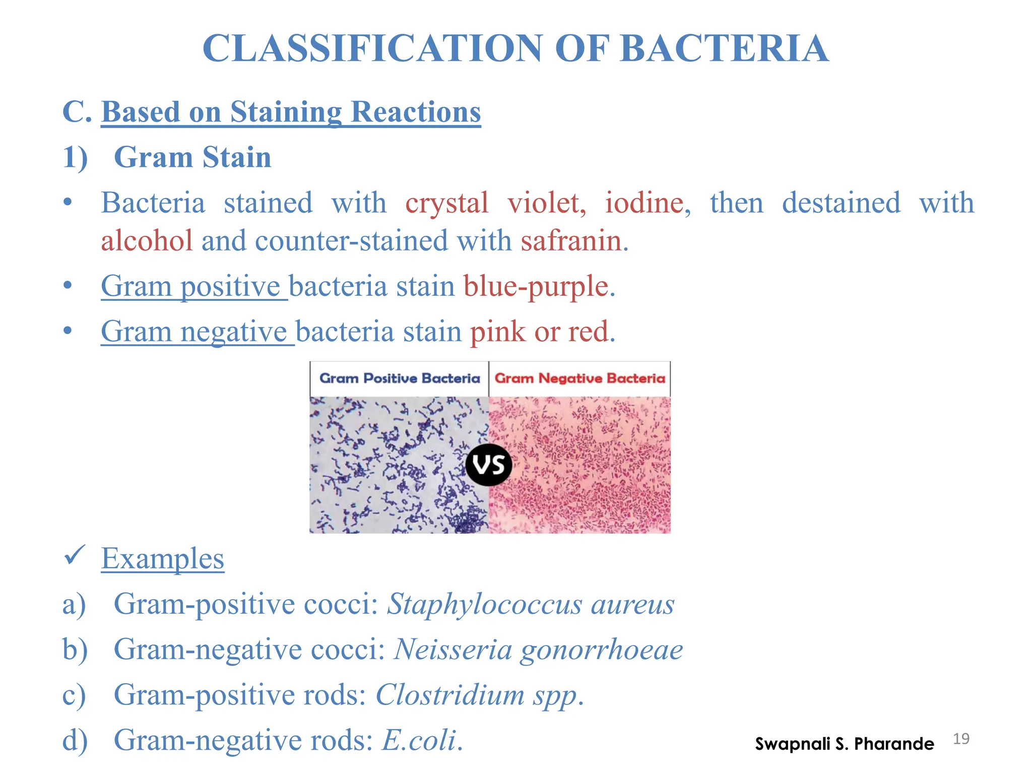 Bacteria: Classification of Bacteria.pdf