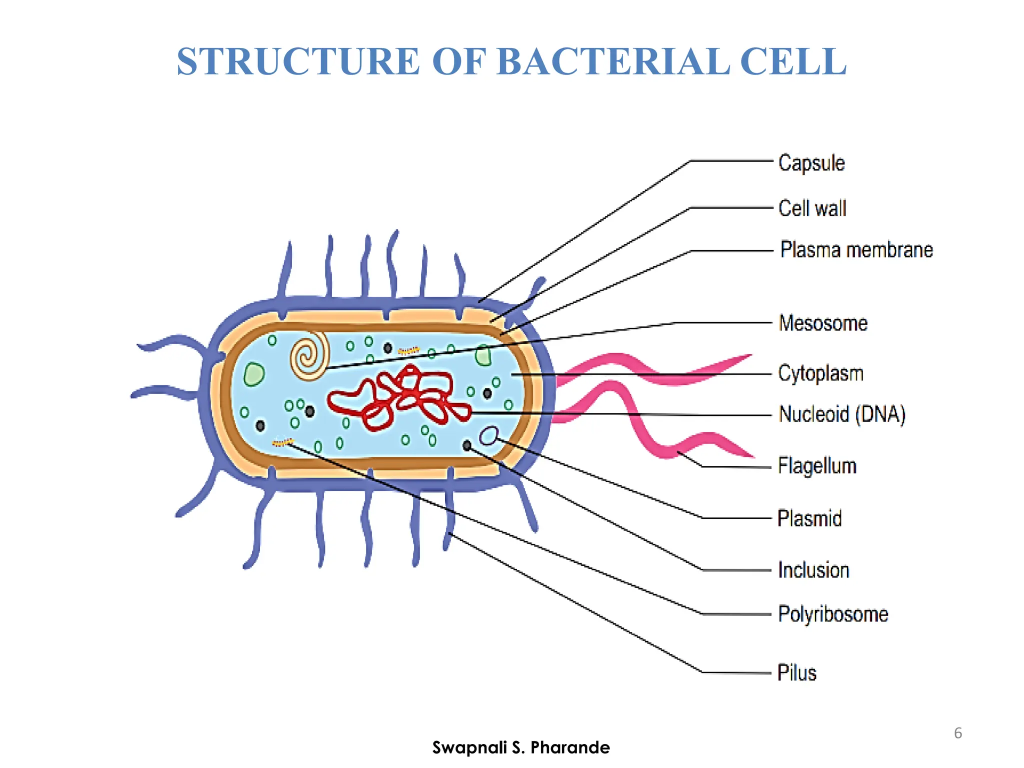Bacteria: Classification of Bacteria.pdf