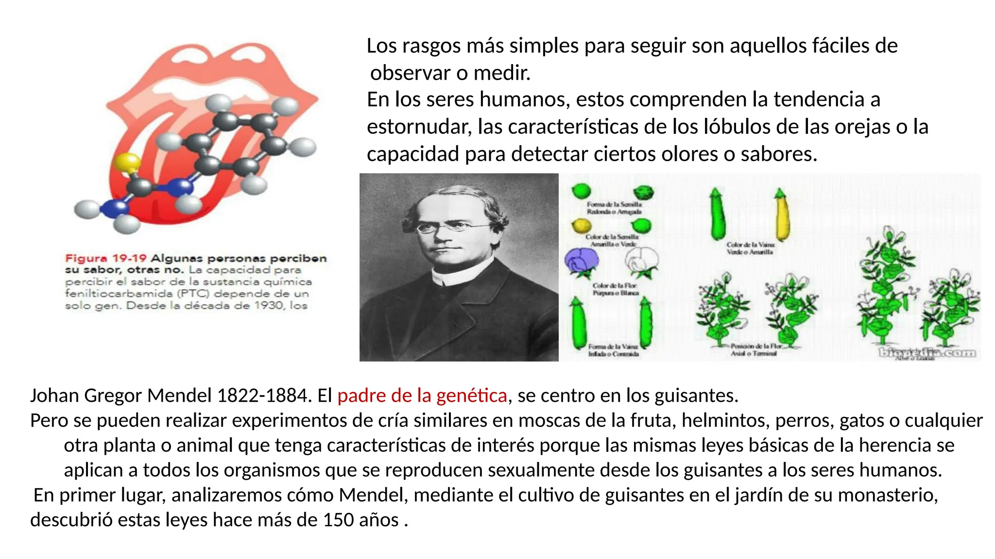GENETICA Y LEYES DE MENDEL y todas sus aplicaciones | PPT