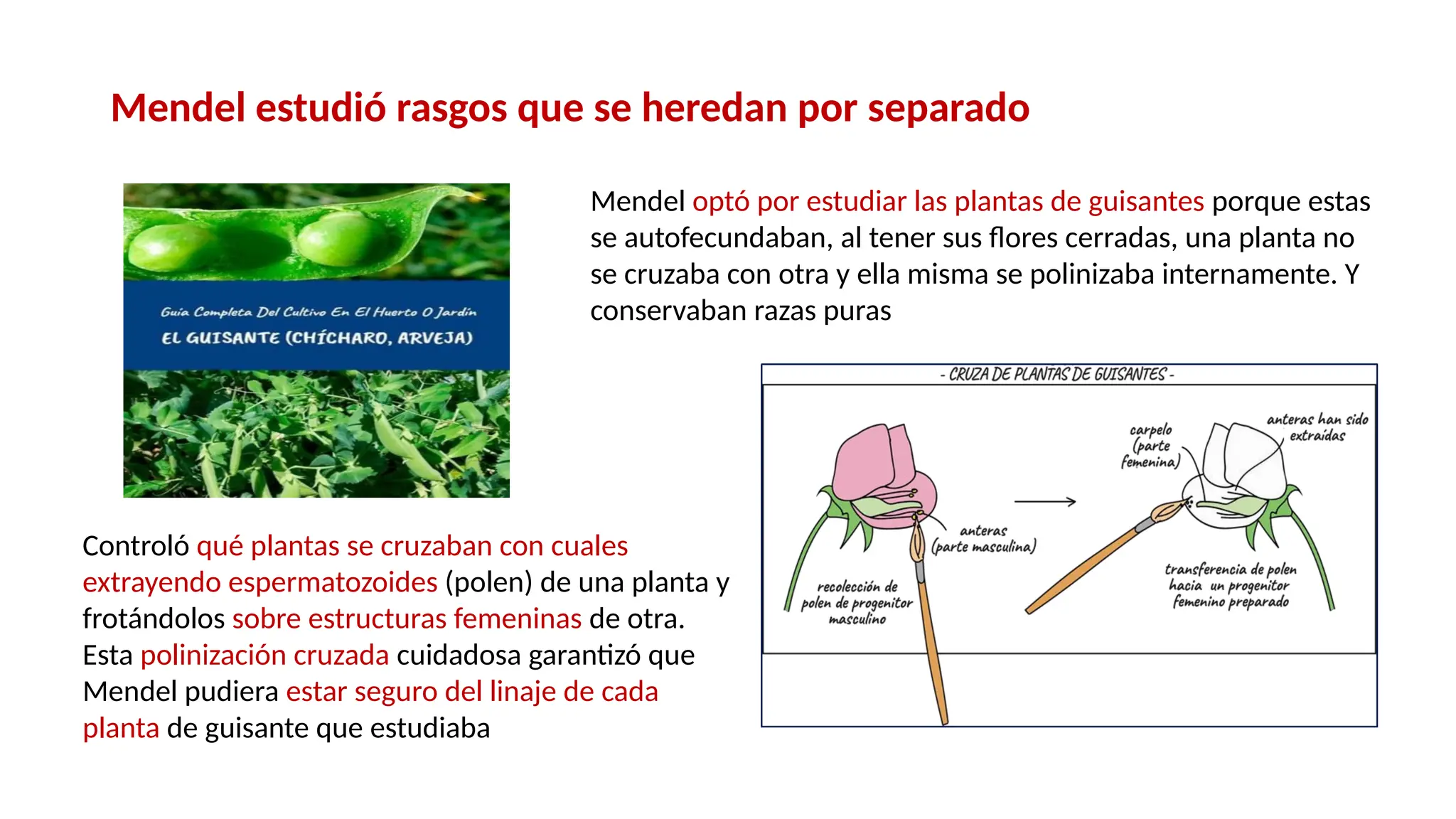 GENETICA Y LEYES DE MENDEL y todas sus aplicaciones | PPT