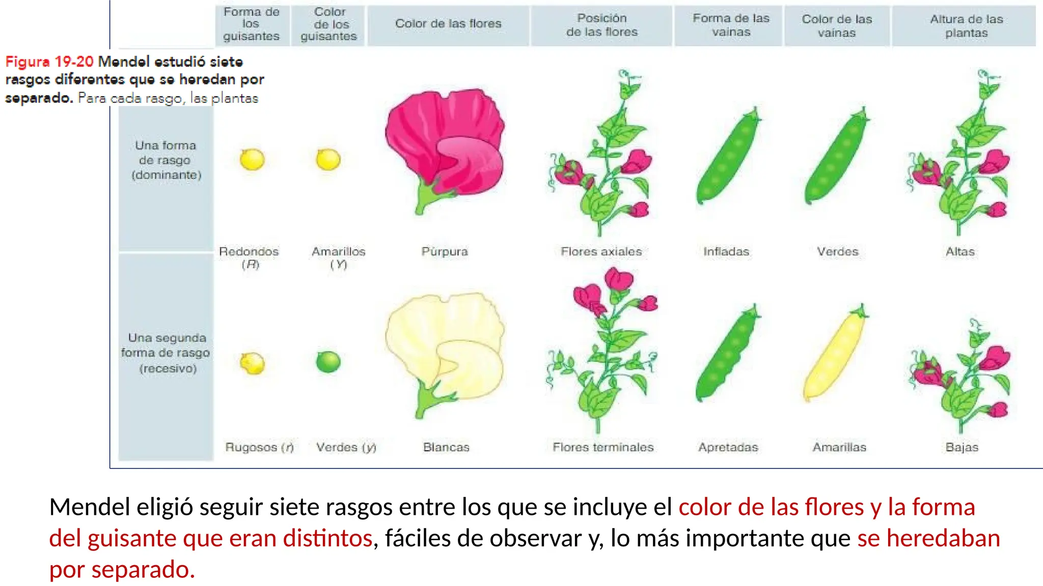 GENETICA Y LEYES DE MENDEL y todas sus aplicaciones | PPT