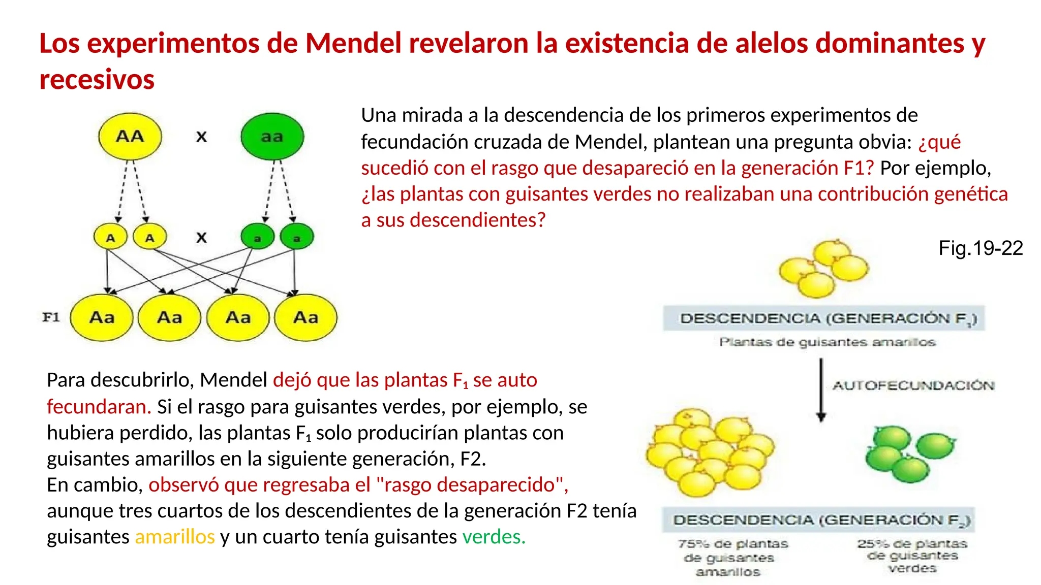 GENETICA Y LEYES DE MENDEL y todas sus aplicaciones | PPT