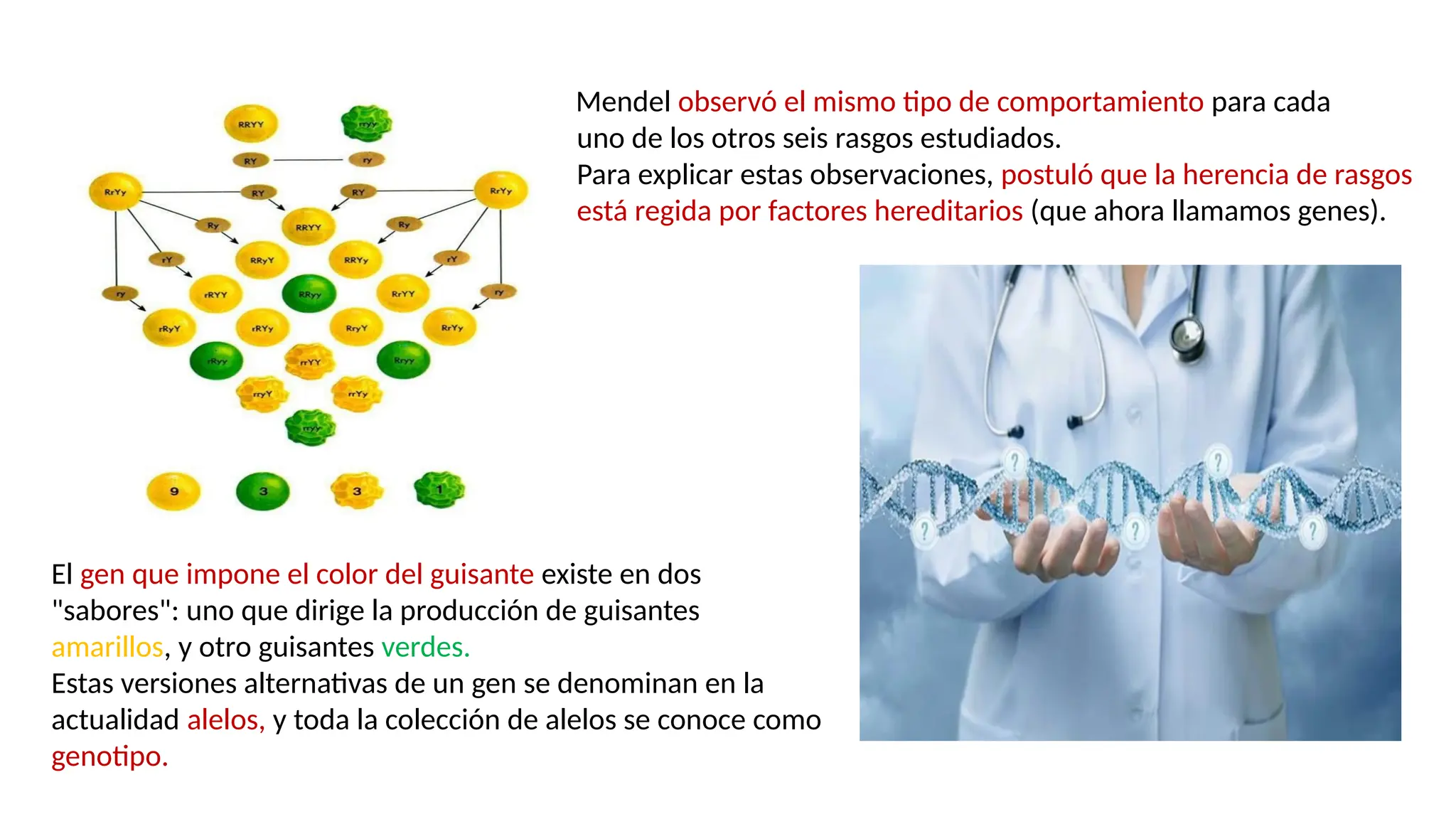 GENETICA Y LEYES DE MENDEL y todas sus aplicaciones | PPT
