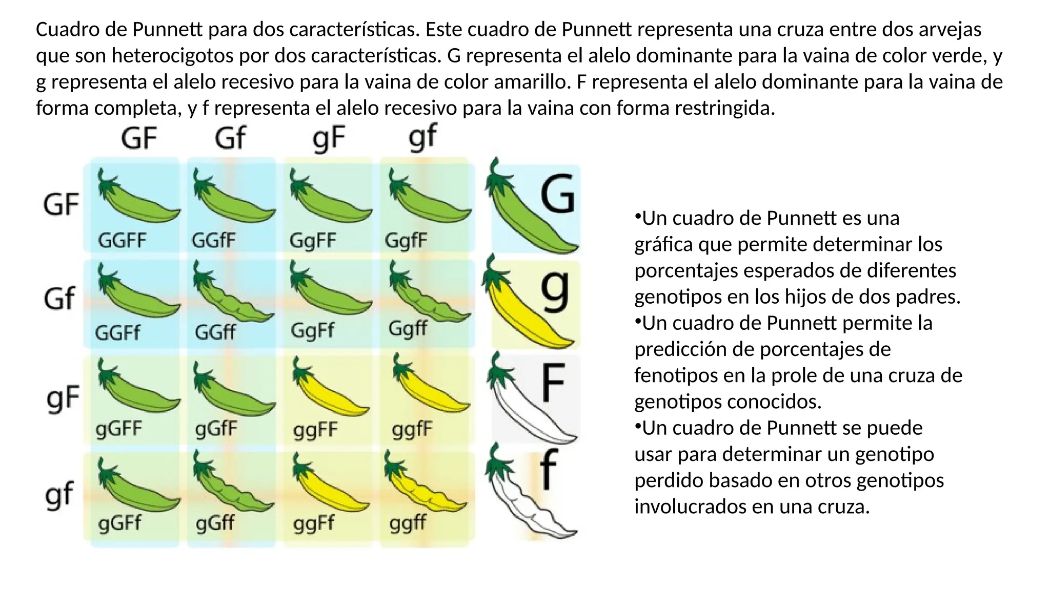 GENETICA Y LEYES DE MENDEL y todas sus aplicaciones | PPT