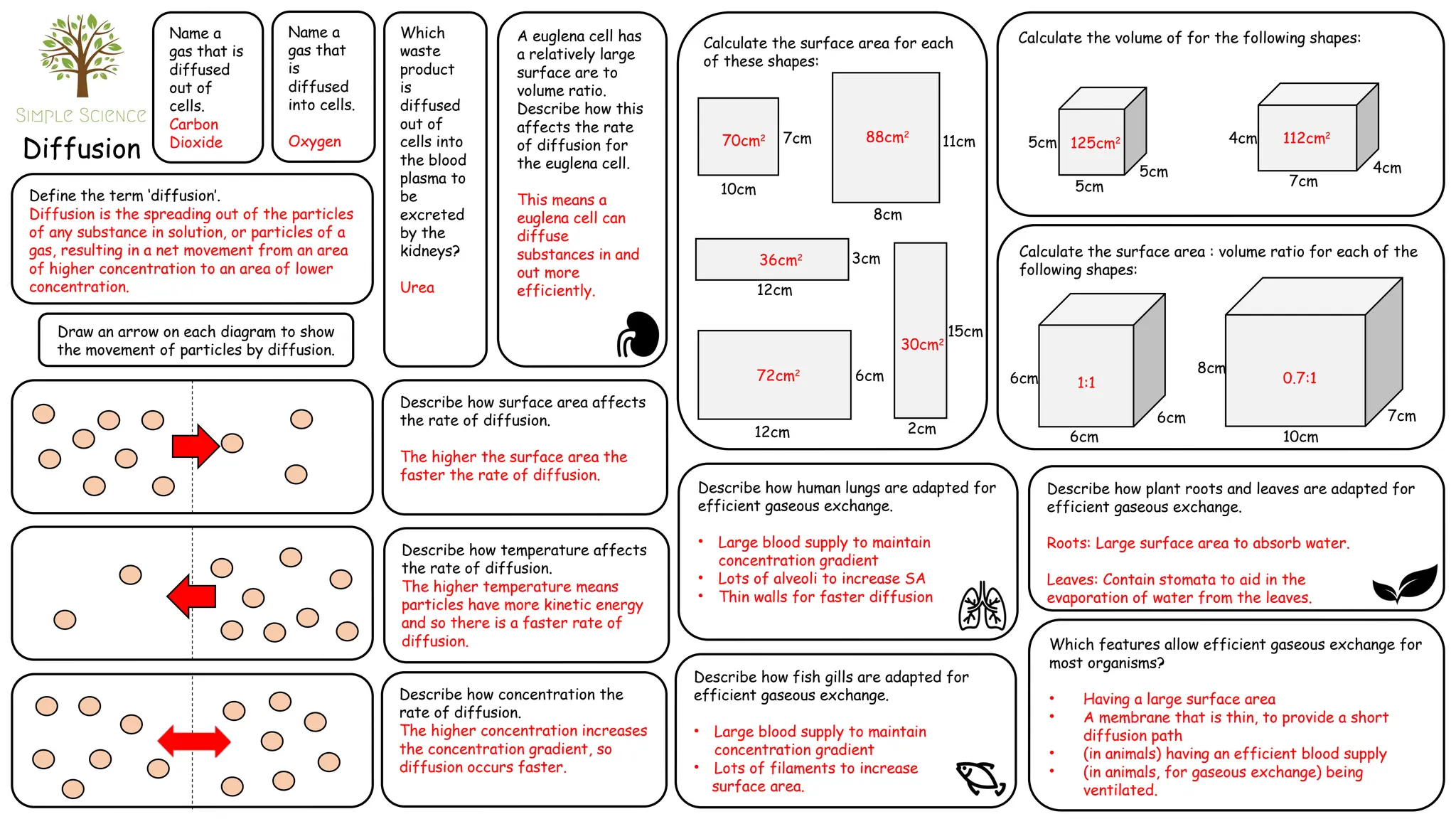 4.1.3-Transport-in-Cells worksheet.pptx