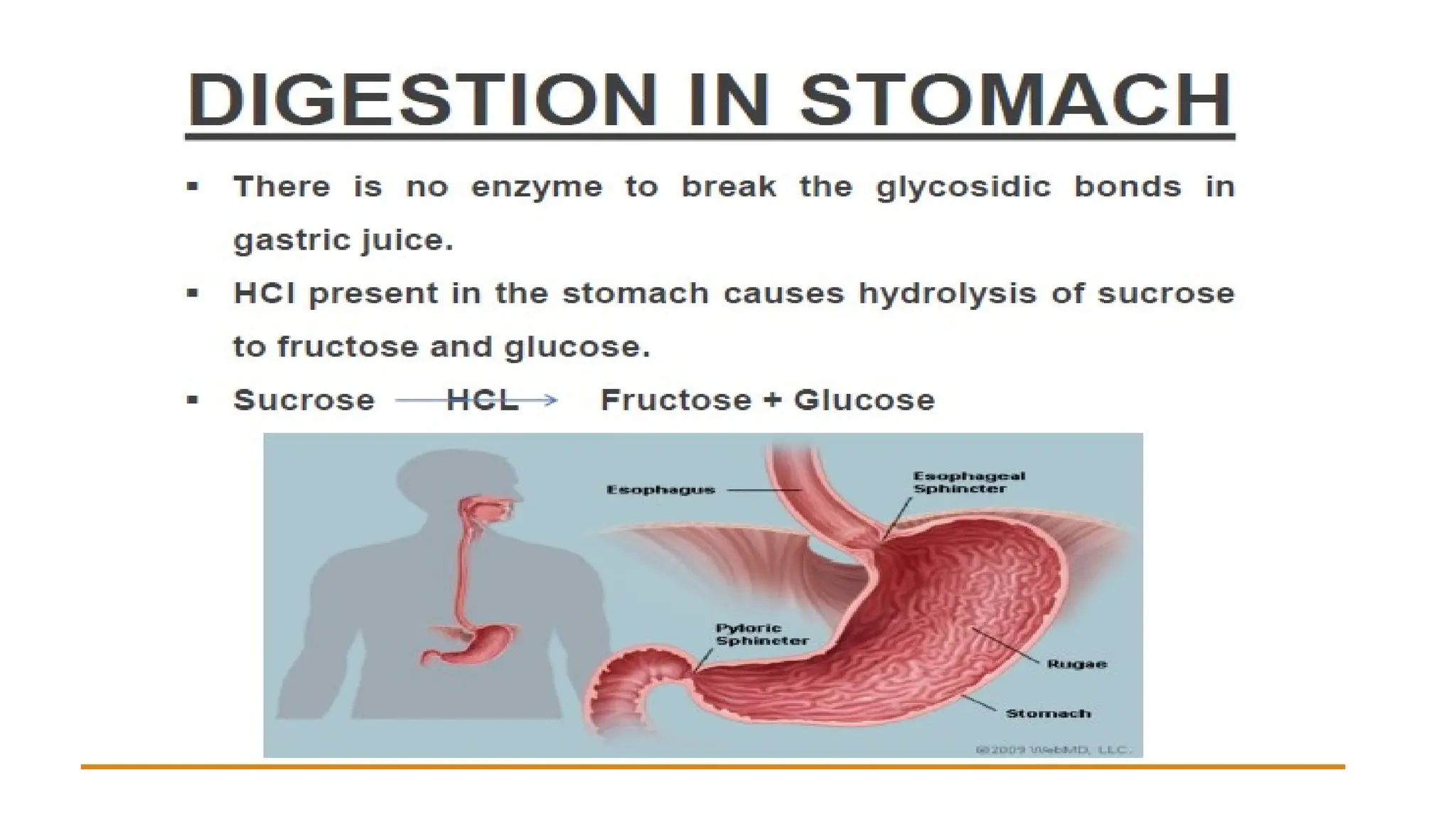 DPT - Biochemistry & Genetics - II (Metabolism of Carbohydrates ...