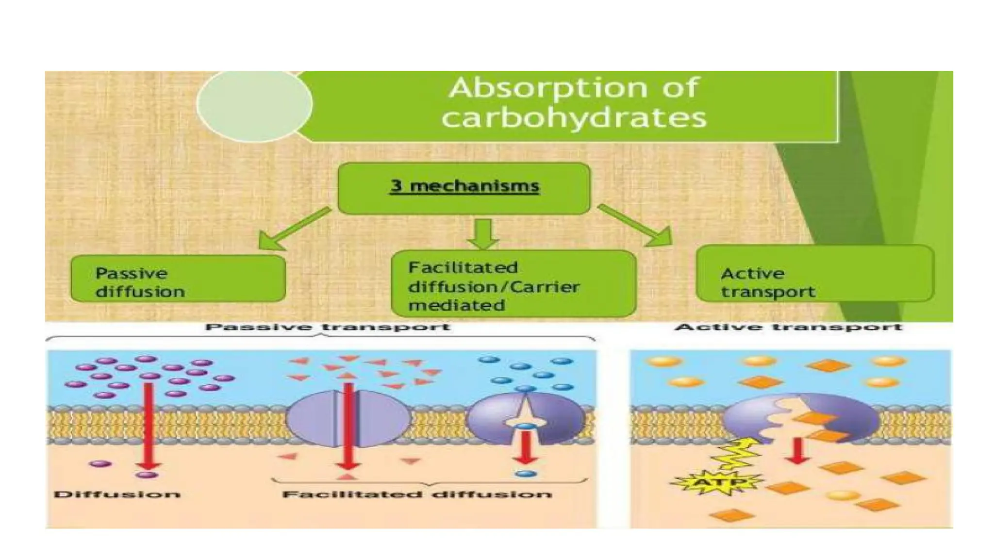 DPT - Biochemistry & Genetics - II (Metabolism of Carbohydrates ...