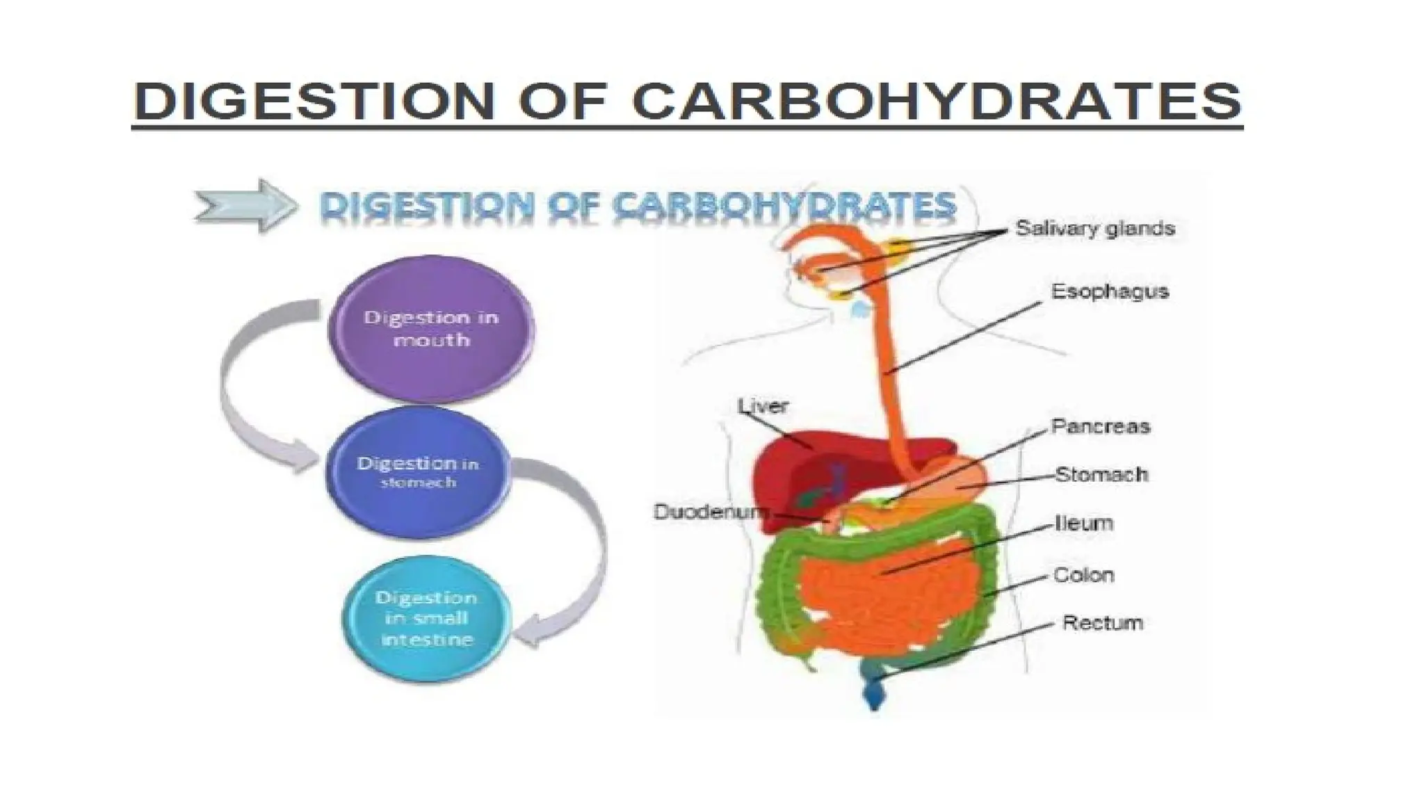 DPT - Biochemistry & Genetics - II (Metabolism of Carbohydrates ...