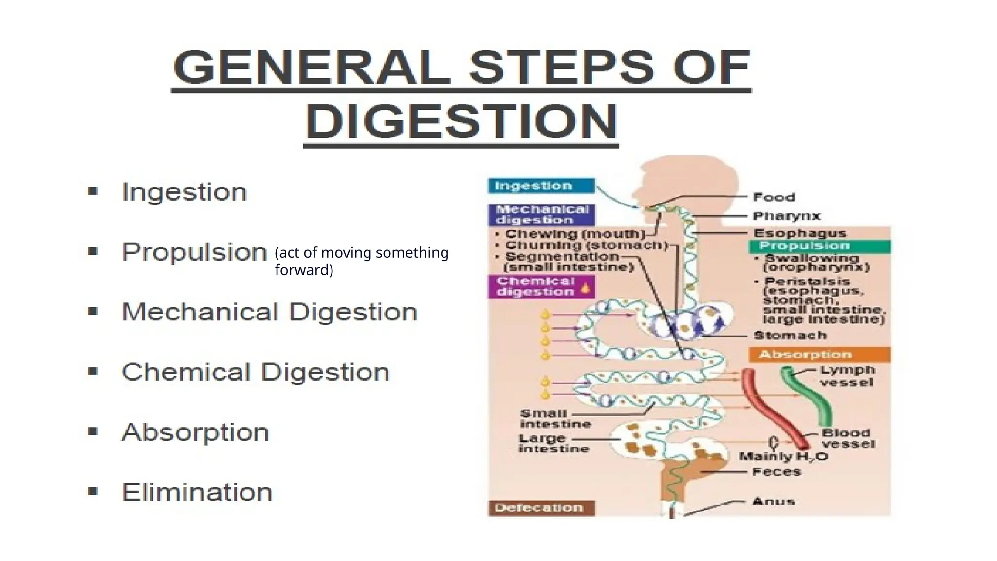 DPT - Biochemistry & Genetics - II (Metabolism of Carbohydrates ...