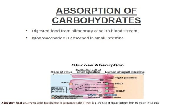 DPT - Biochemistry & Genetics - II (Metabolism of Carbohydrates ...