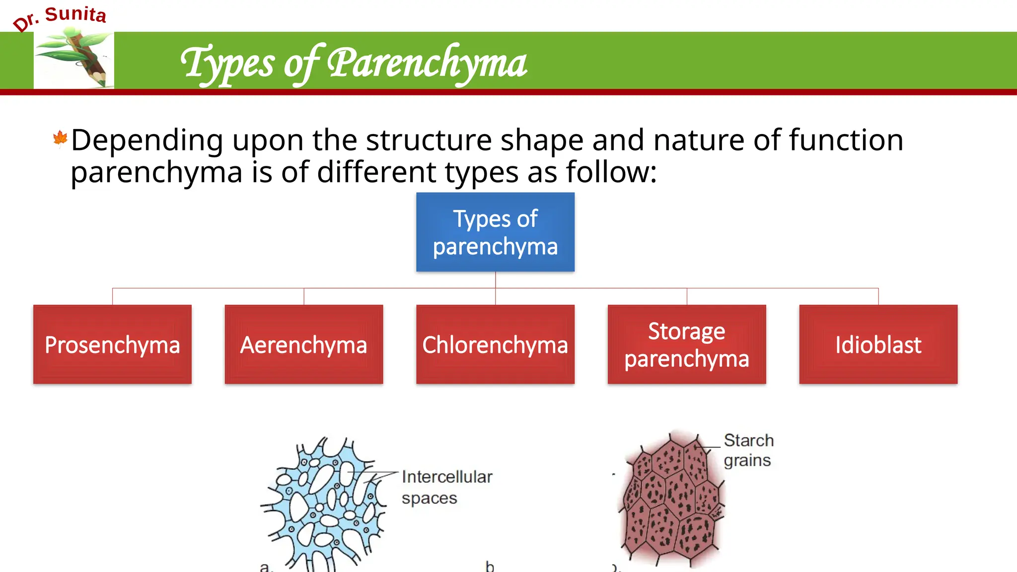 Simple permanent tissue- Parenchyma, Collenchyma and Sclerenchyma | PPTX