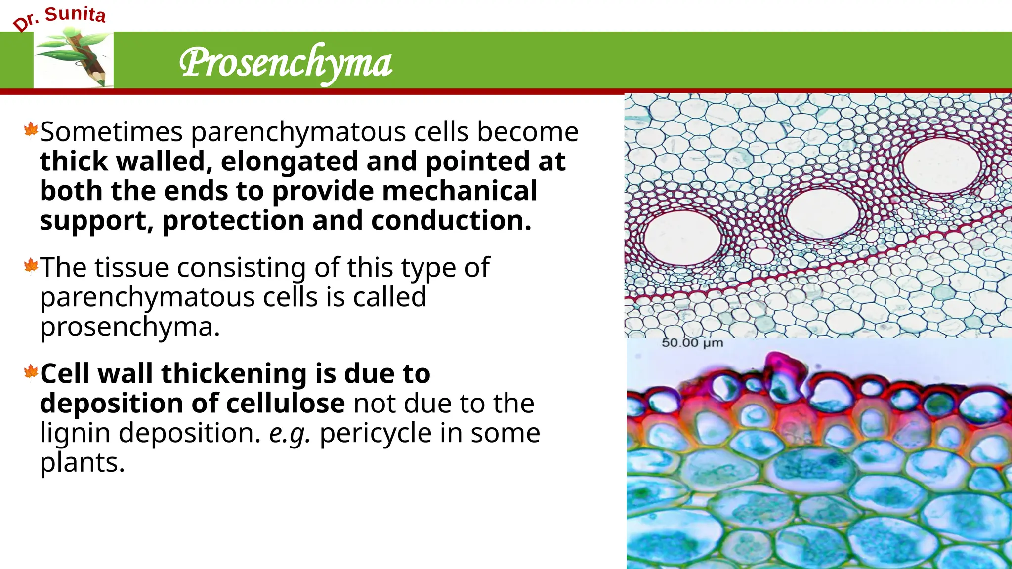 Simple permanent tissue- Parenchyma, Collenchyma and Sclerenchyma | PPTX