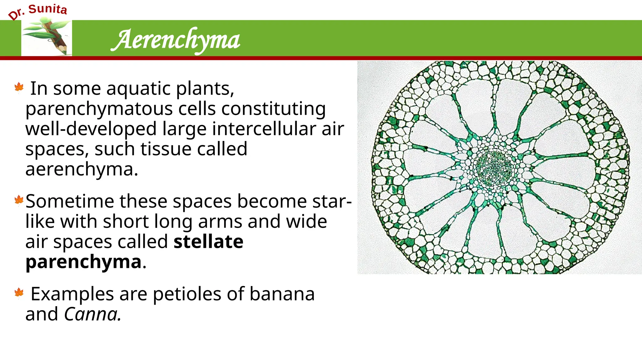 Simple permanent tissue- Parenchyma, Collenchyma and Sclerenchyma | PPTX