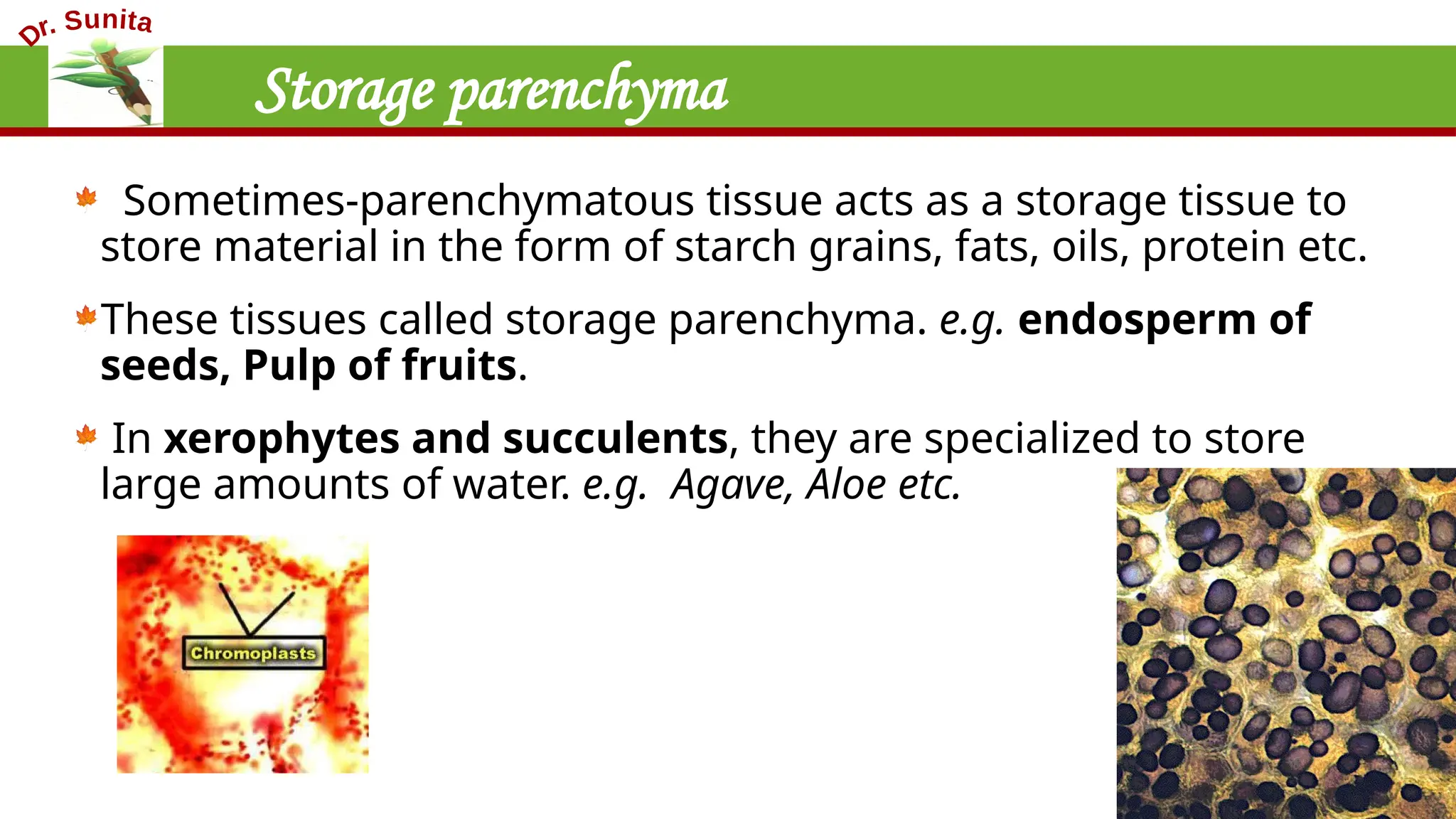 Simple permanent tissue- Parenchyma, Collenchyma and Sclerenchyma | PPTX