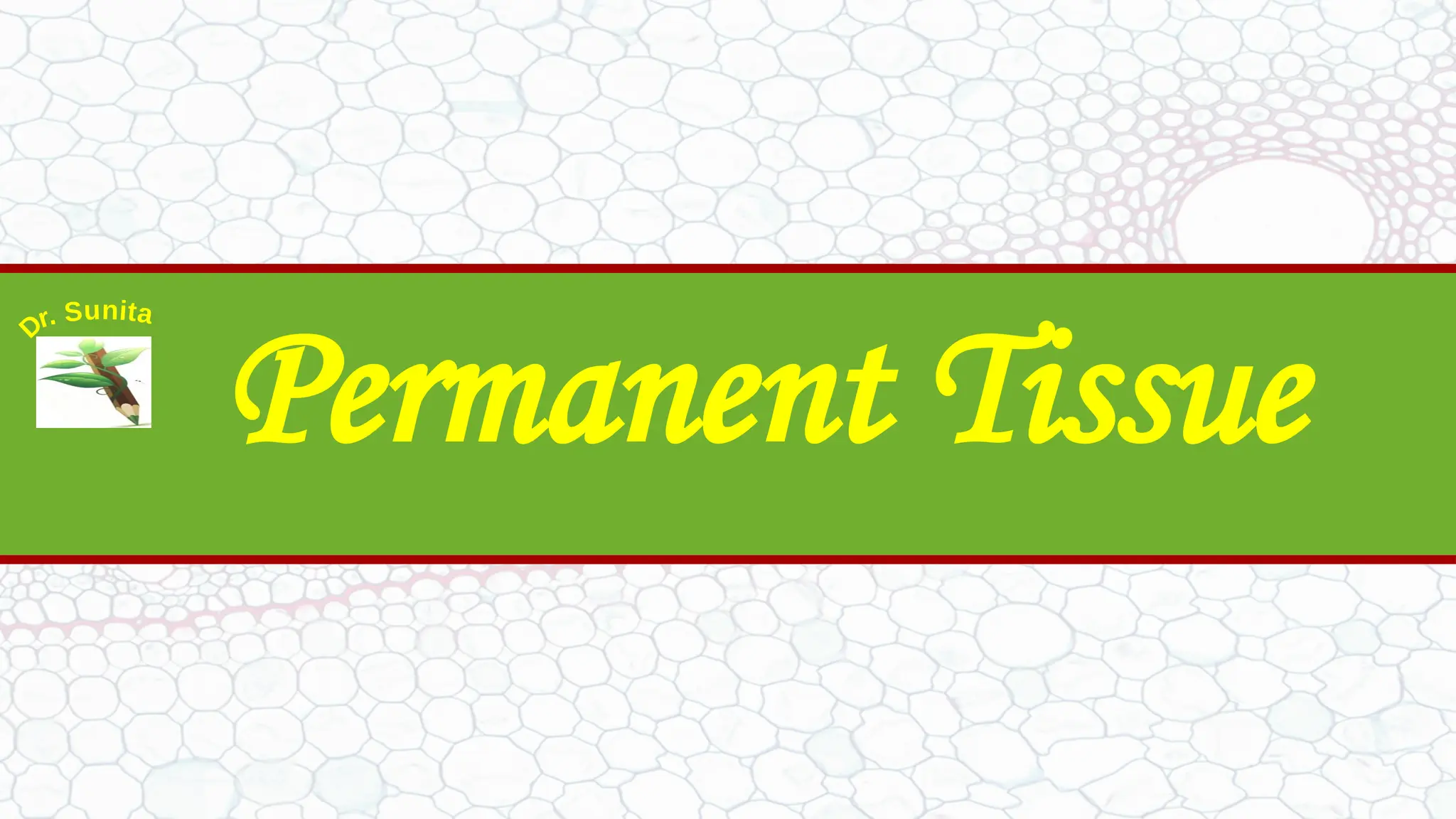 Simple permanent tissue- Parenchyma, Collenchyma and Sclerenchyma | PPTX