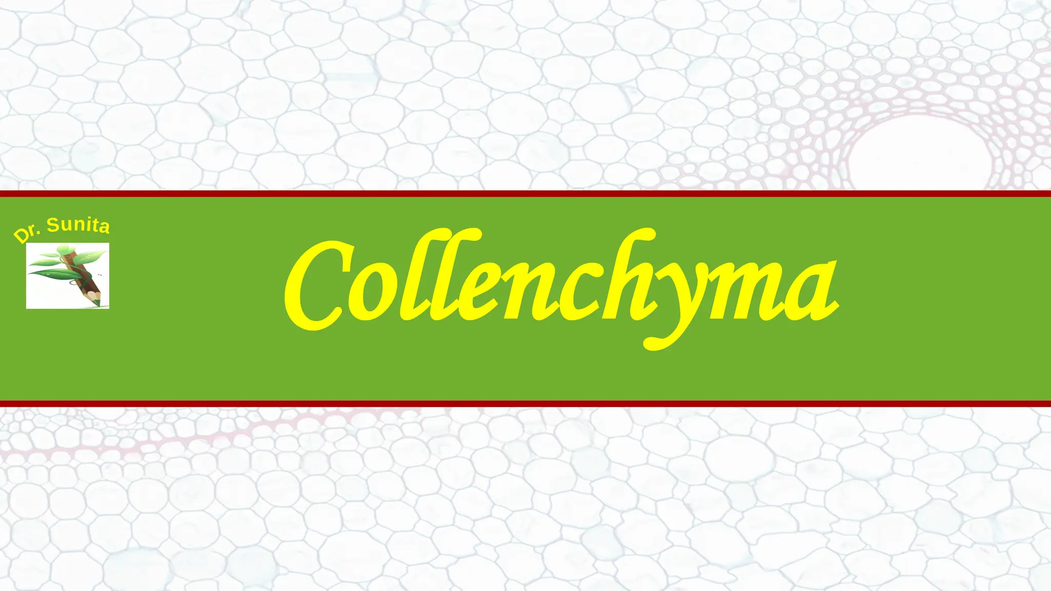 Simple permanent tissue- Parenchyma, Collenchyma and Sclerenchyma | PPTX