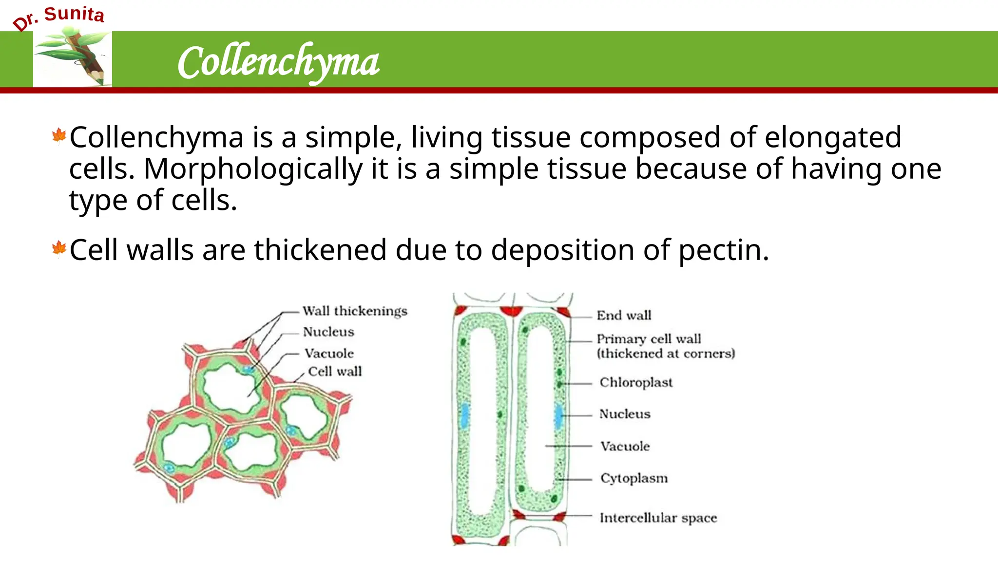 Simple permanent tissue- Parenchyma, Collenchyma and Sclerenchyma | PPTX