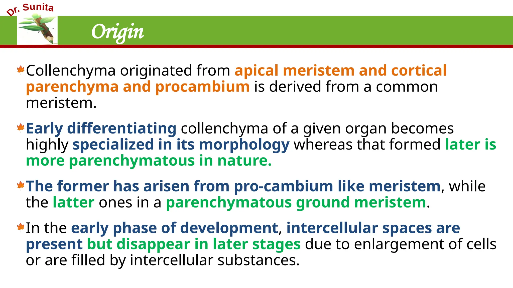 Simple permanent tissue- Parenchyma, Collenchyma and Sclerenchyma | PPTX