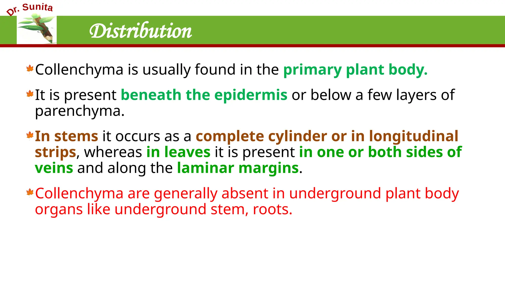 Simple permanent tissue- Parenchyma, Collenchyma and Sclerenchyma | PPTX