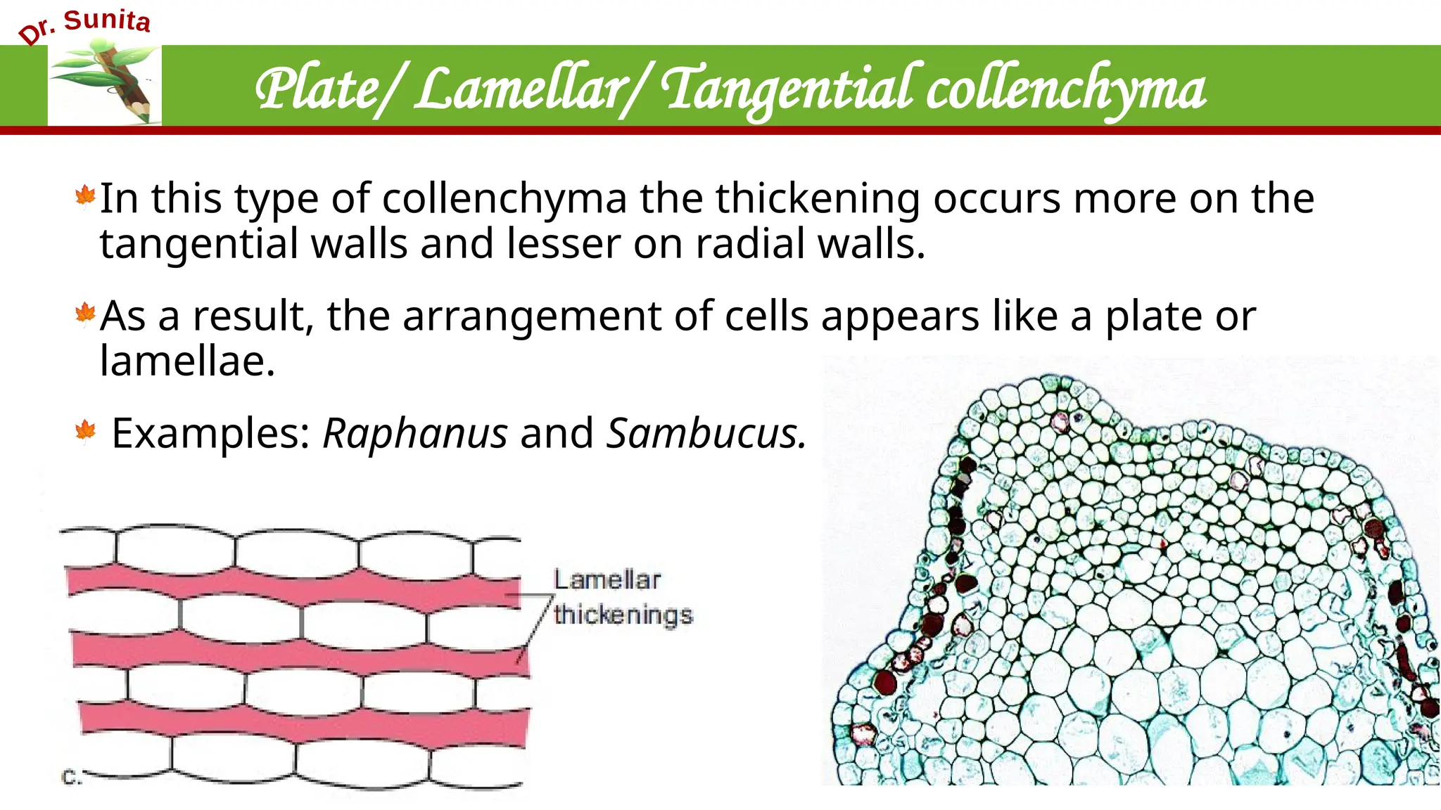 Simple permanent tissue- Parenchyma, Collenchyma and Sclerenchyma | PPTX