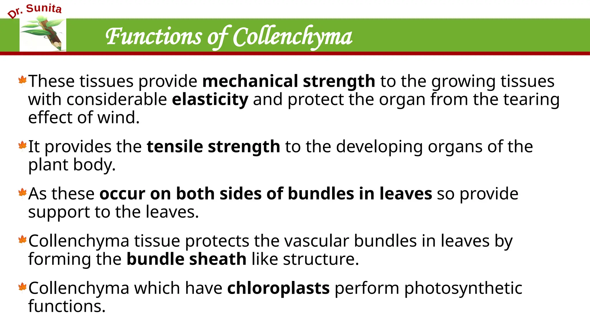 Simple permanent tissue- Parenchyma, Collenchyma and Sclerenchyma | PPTX
