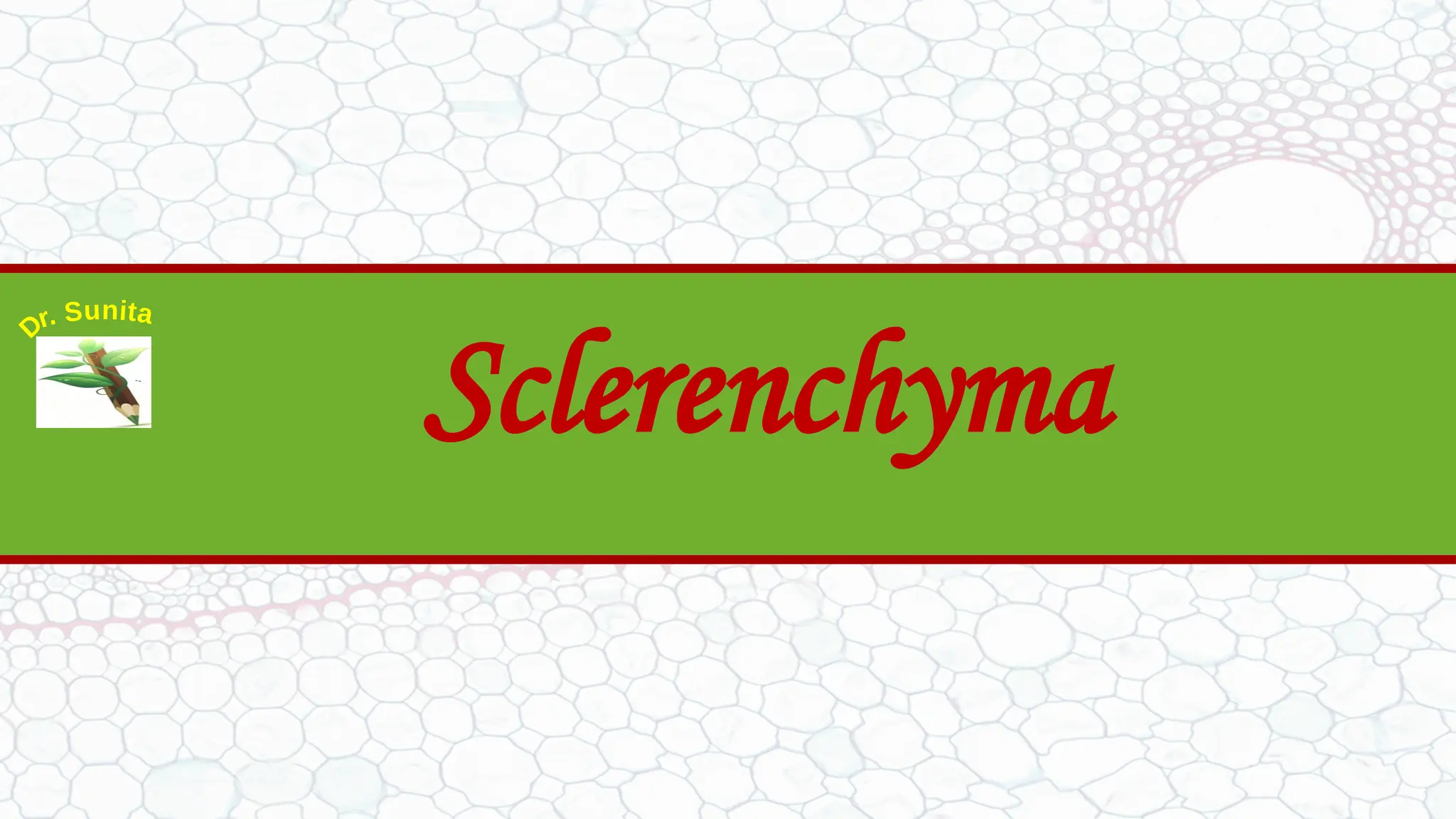 Simple permanent tissue- Parenchyma, Collenchyma and Sclerenchyma | PPTX