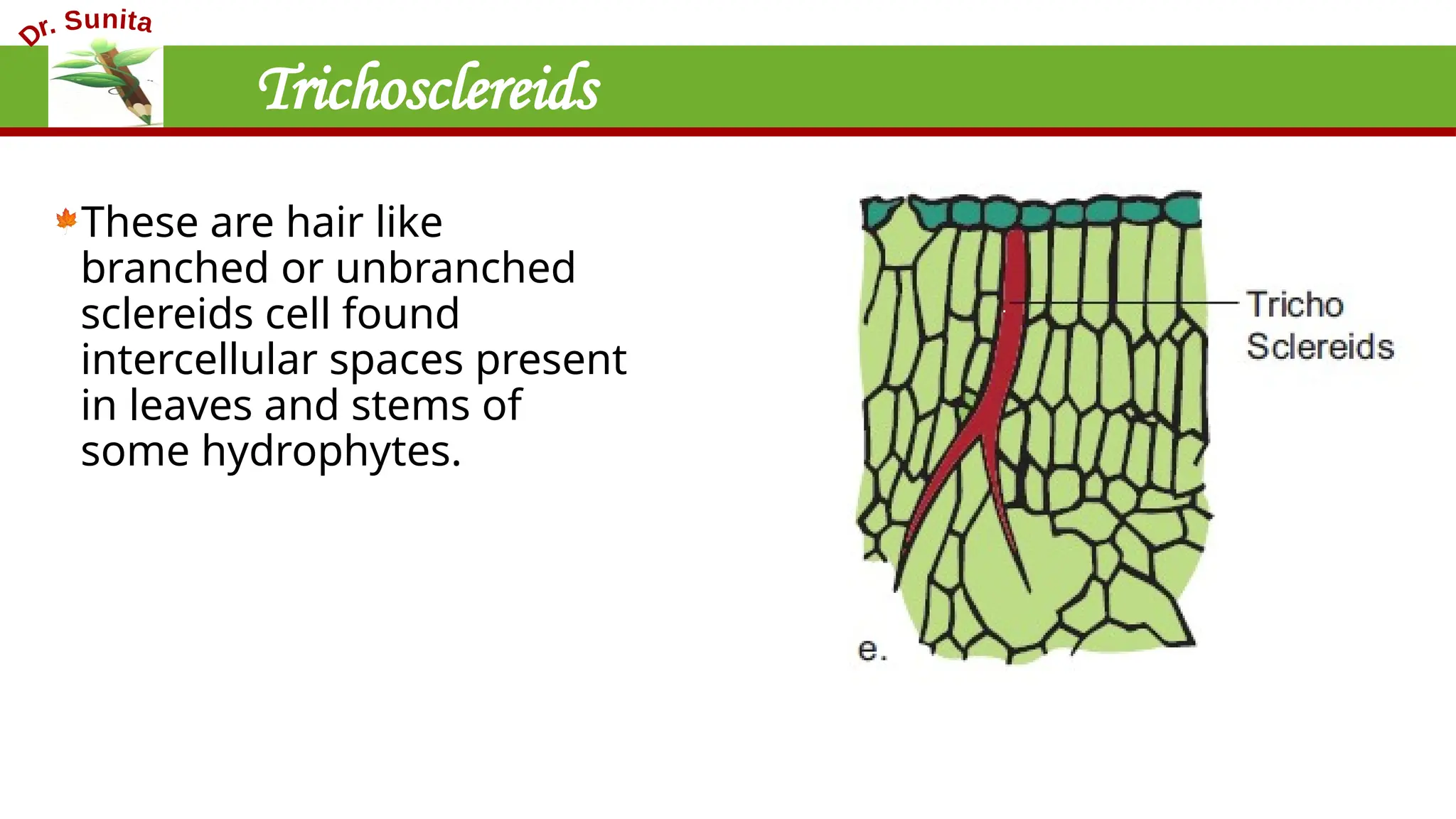 Simple permanent tissue- Parenchyma, Collenchyma and Sclerenchyma | PPTX