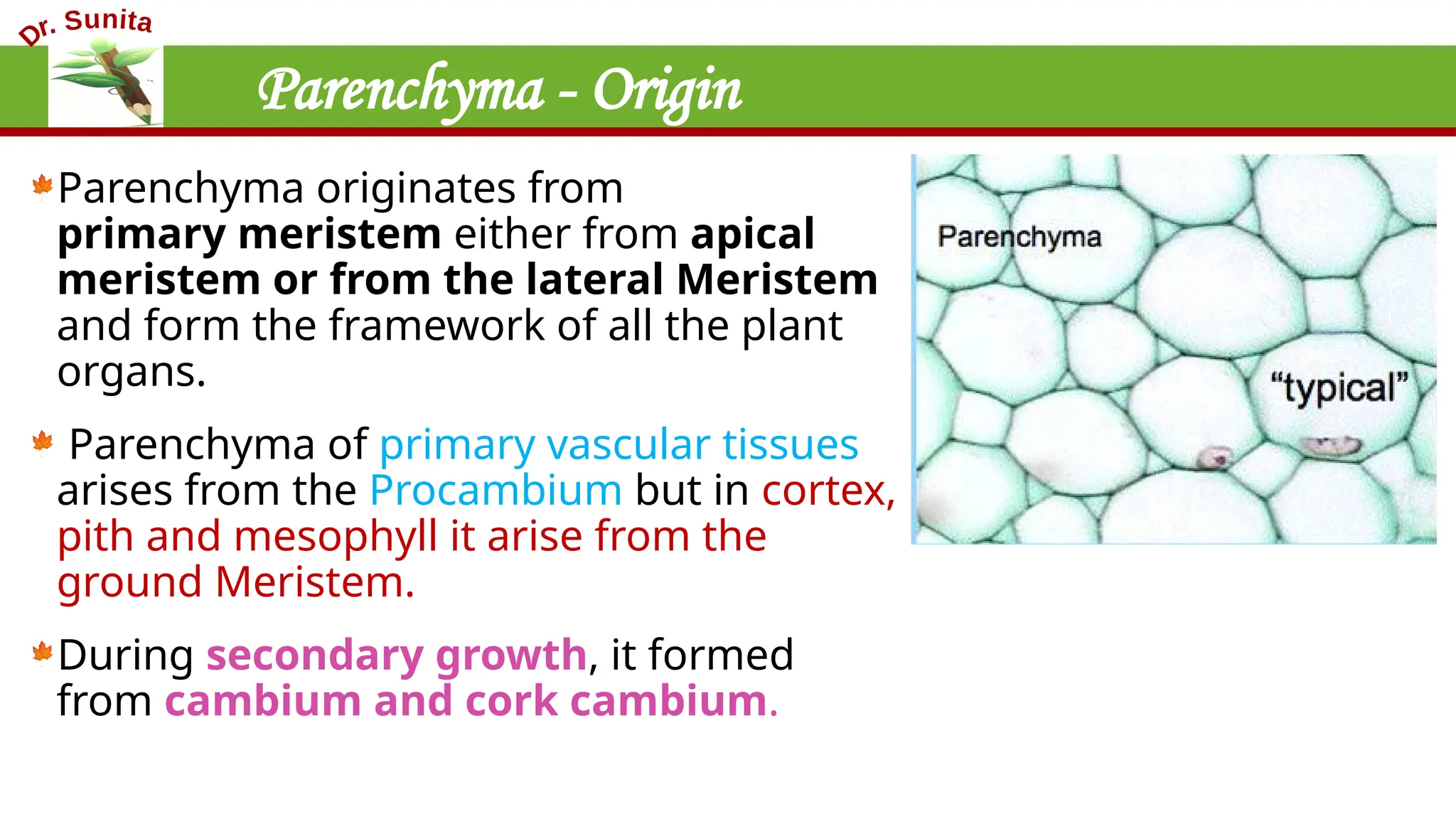 Simple permanent tissue- Parenchyma, Collenchyma and Sclerenchyma | PPTX