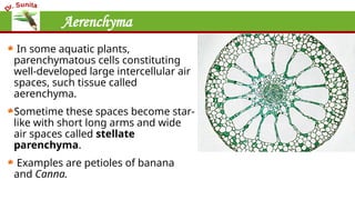 Simple permanent tissue- Parenchyma, Collenchyma and Sclerenchyma | PPTX