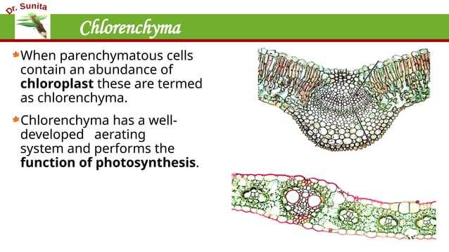 Simple permanent tissue- Parenchyma, Collenchyma and Sclerenchyma | PPTX | Gardening | Home & Garden