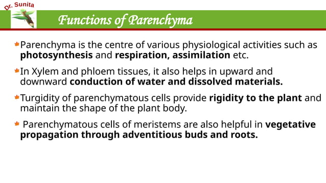Simple permanent tissue- Parenchyma, Collenchyma and Sclerenchyma ...