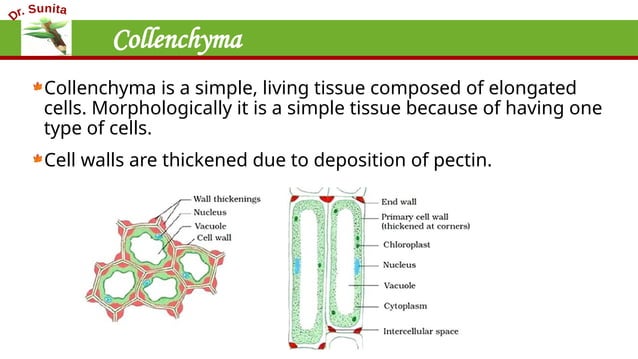 Simple permanent tissue- Parenchyma, Collenchyma and Sclerenchyma ...