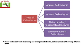 Simple permanent tissue- Parenchyma, Collenchyma and Sclerenchyma | PPTX