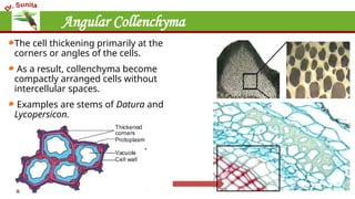 Simple permanent tissue- Parenchyma, Collenchyma and Sclerenchyma | PPTX