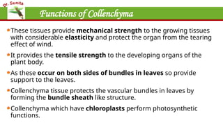 Simple permanent tissue- Parenchyma, Collenchyma and Sclerenchyma | PPTX