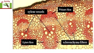 Simple permanent tissue- Parenchyma, Collenchyma and Sclerenchyma | PPTX