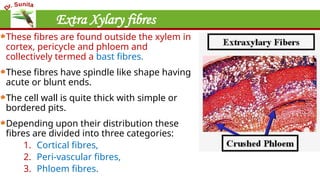 Simple permanent tissue- Parenchyma, Collenchyma and Sclerenchyma | PPTX