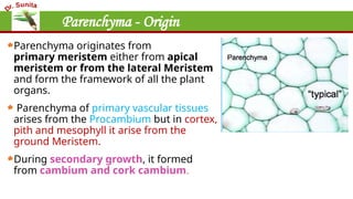 Simple permanent tissue- Parenchyma, Collenchyma and Sclerenchyma | PPTX