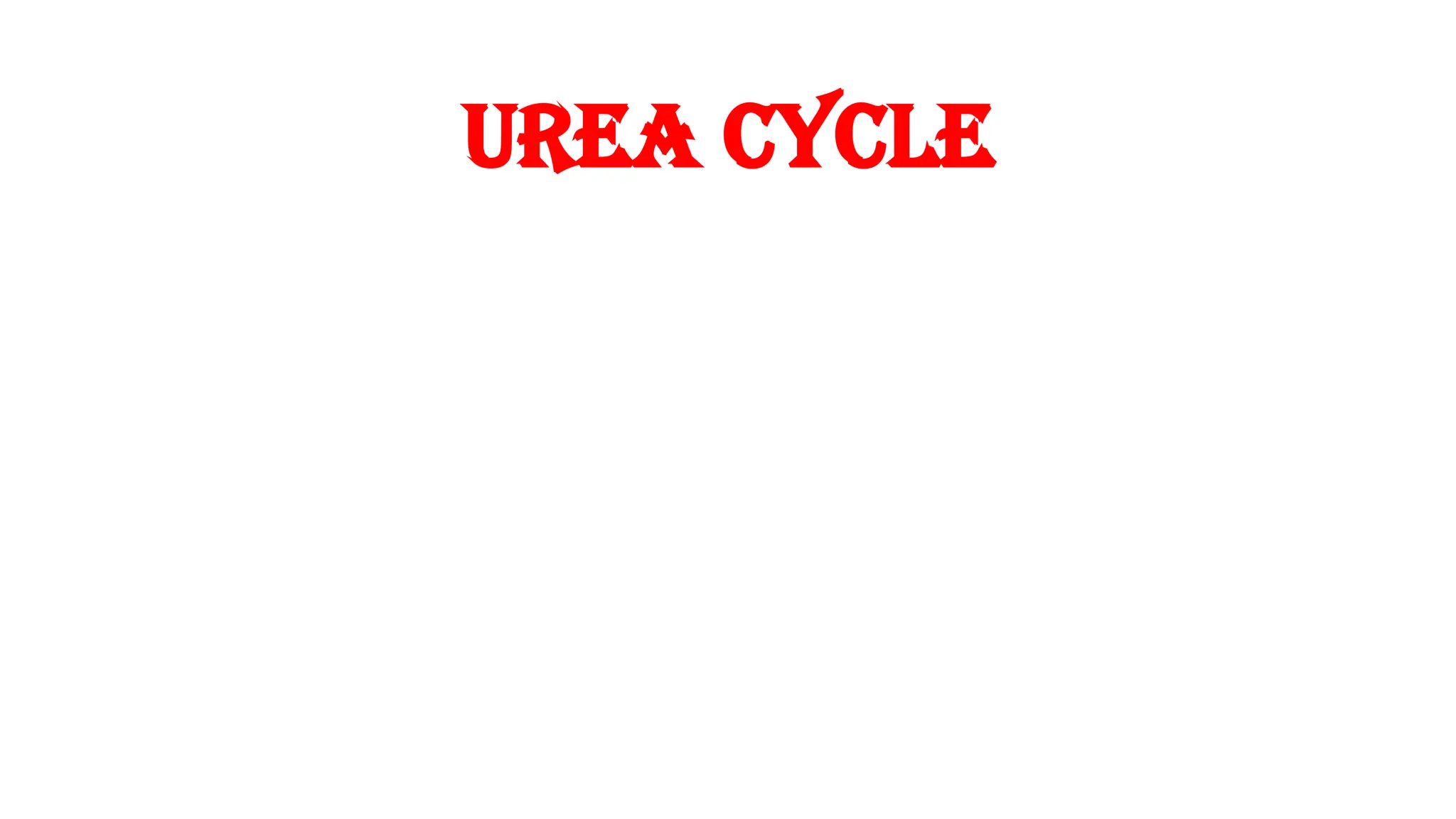 Urea cycle. (protein metabolism) pptx | PPTX